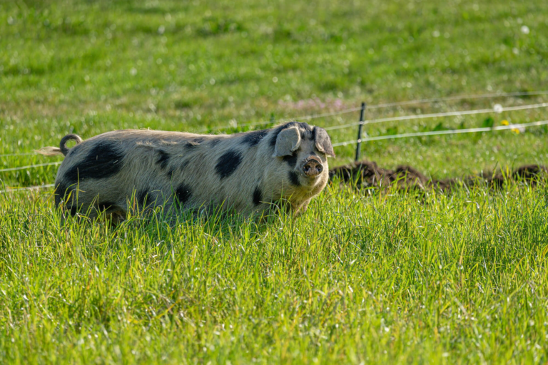 How Pigs Keep Cool in the Summer - Trojan Specialty Products Online Store