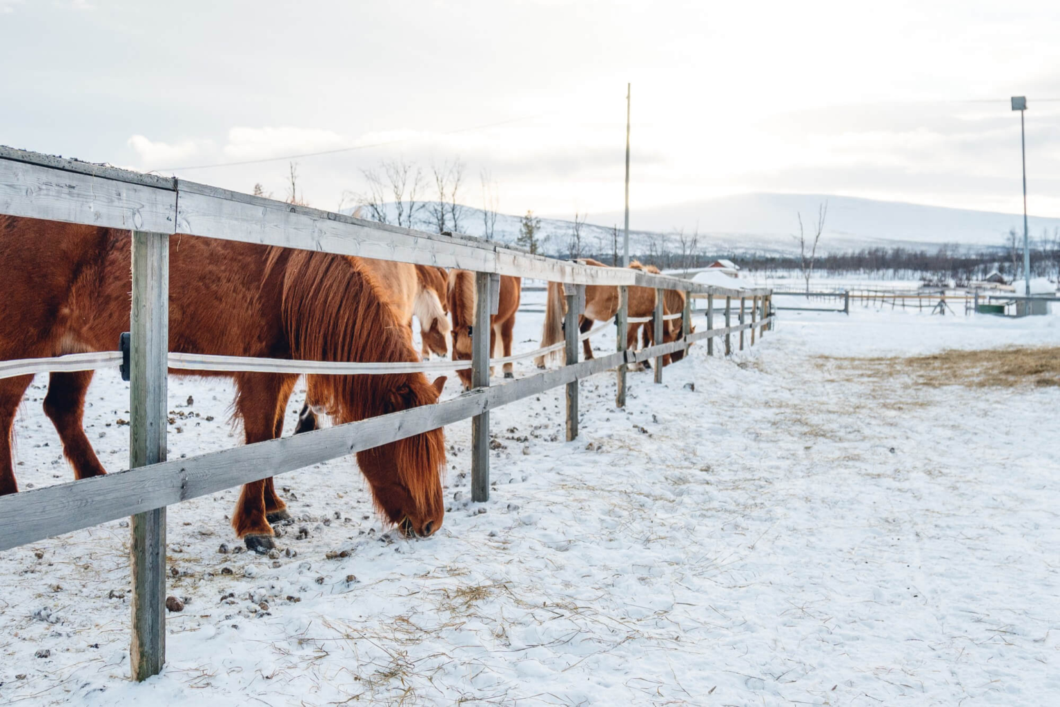 Preparing Your Livestock for Fall and Winter - Trojan