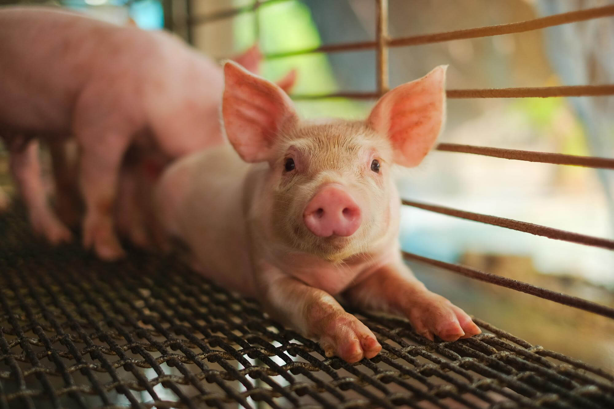 Southern Pig Shows: Pride, Prep & Proper Equipment - Trojan