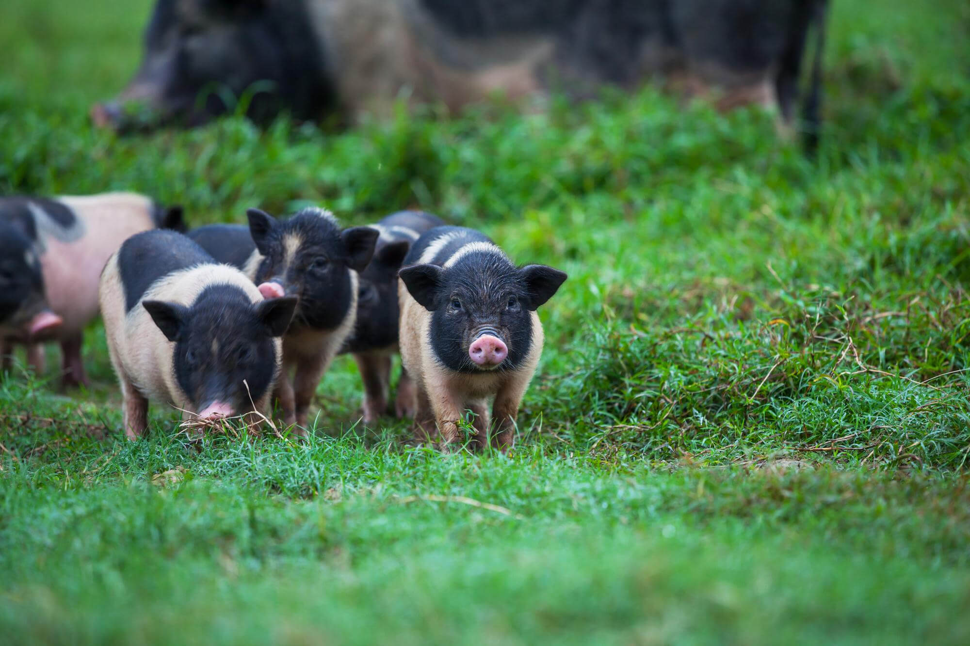 How to Clean and Maintain a Livestock Pen Waterer (Complete Care Guide ...